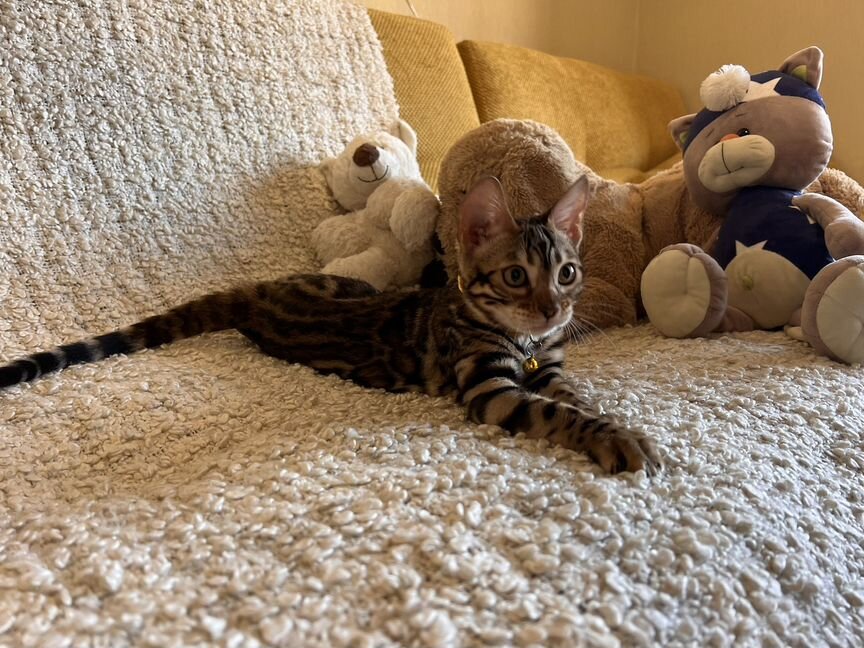 Бенгальские котята