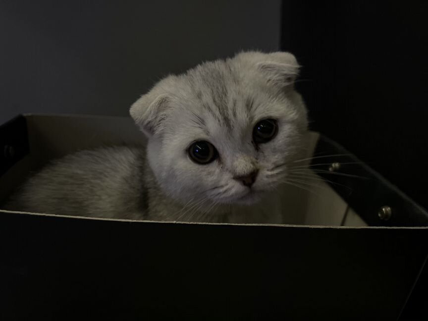 Шотландская вислоухая кошка