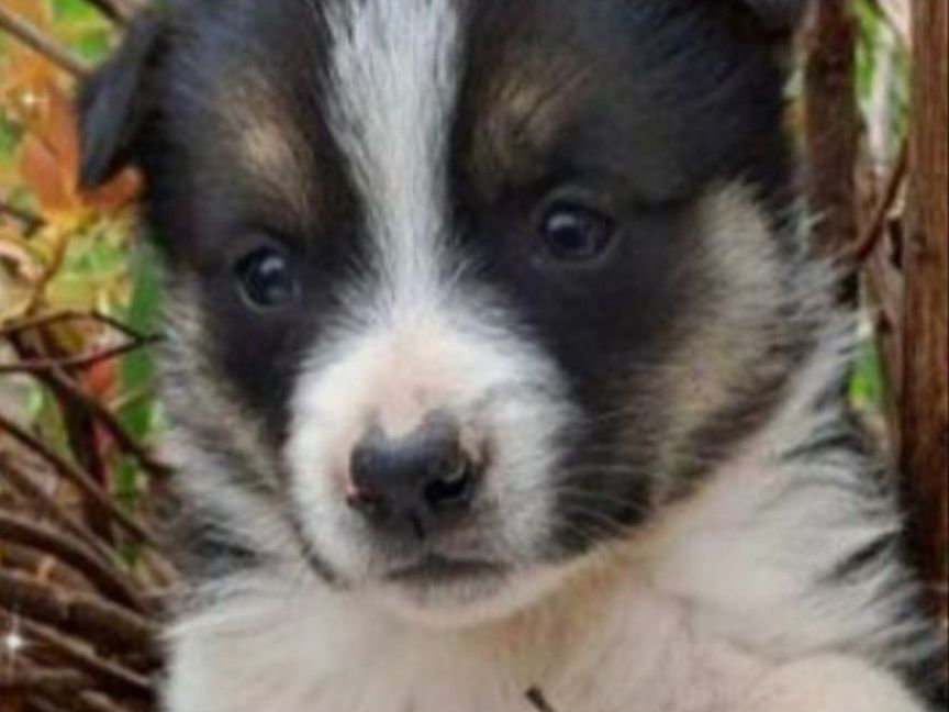 Очаровашке 1 мес