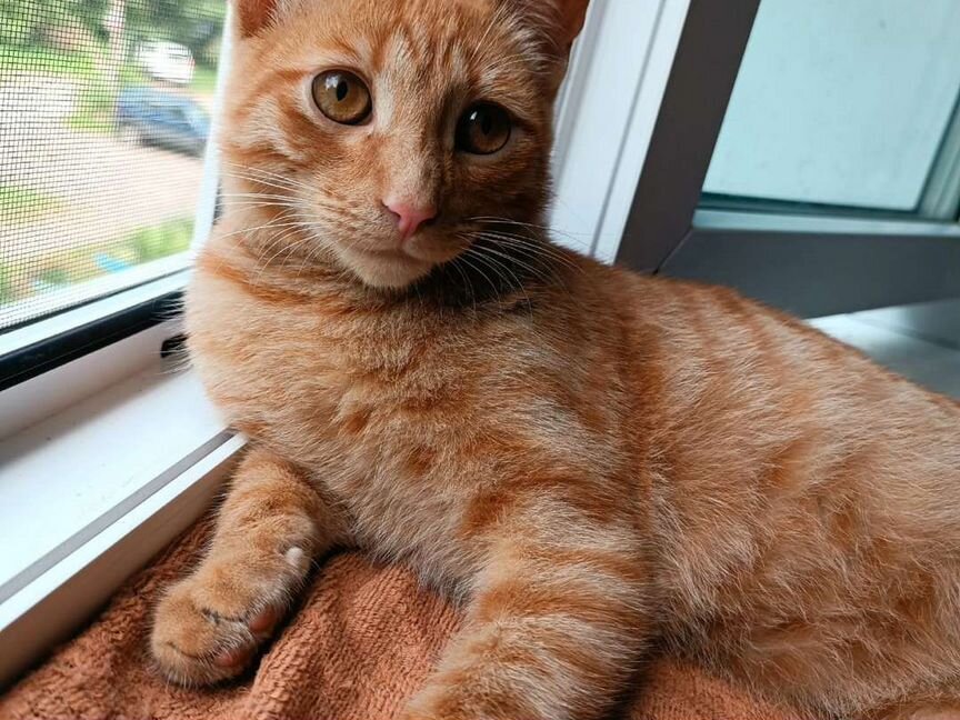 Котик Апельсин