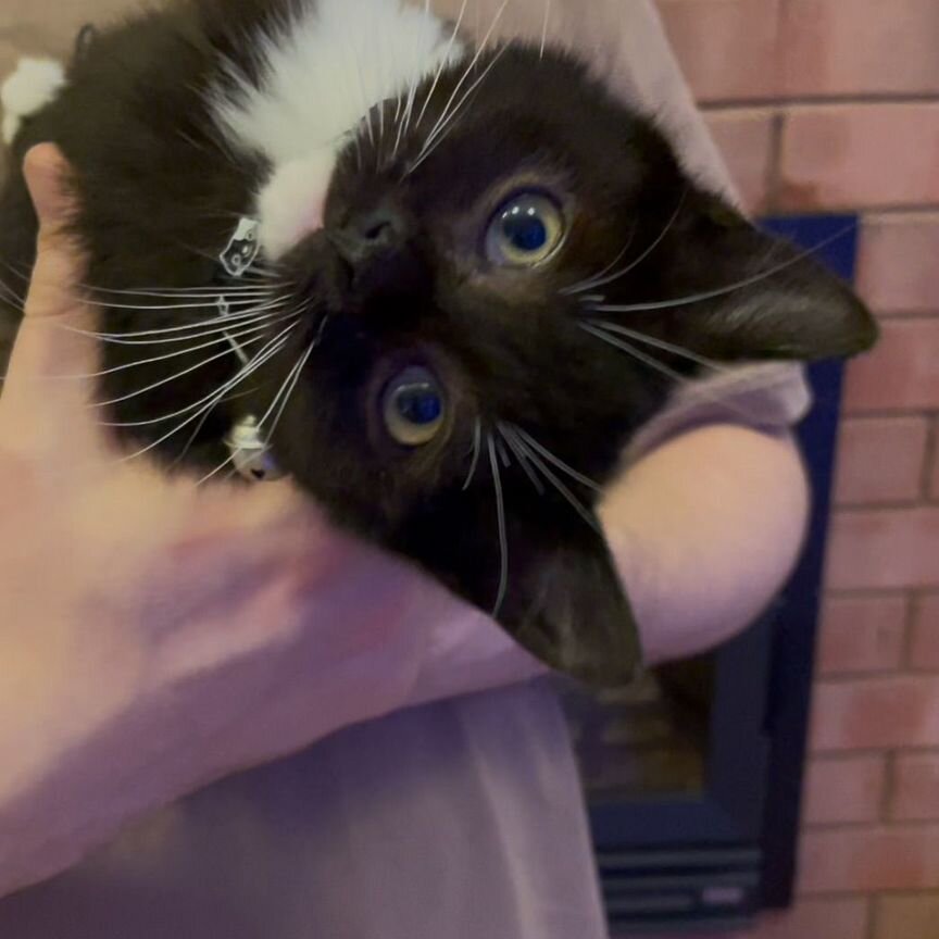 Котенок мальчик ищет дом