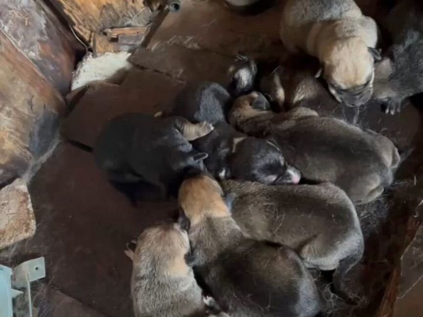 Щенки с мамой