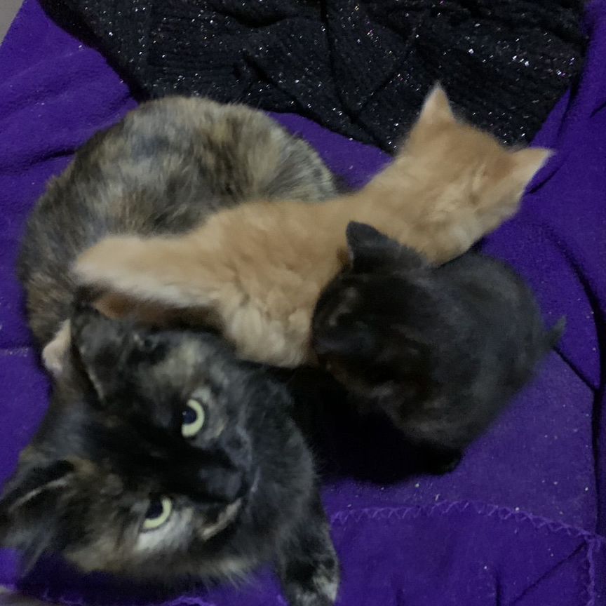 Котята