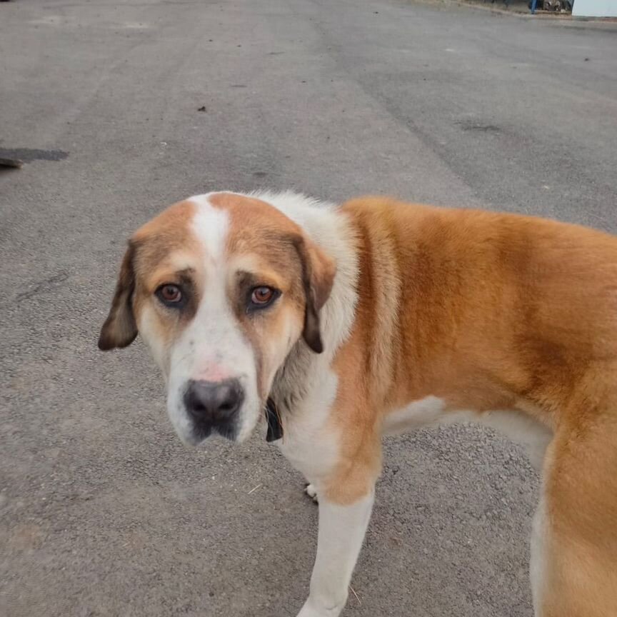 В добрые руки