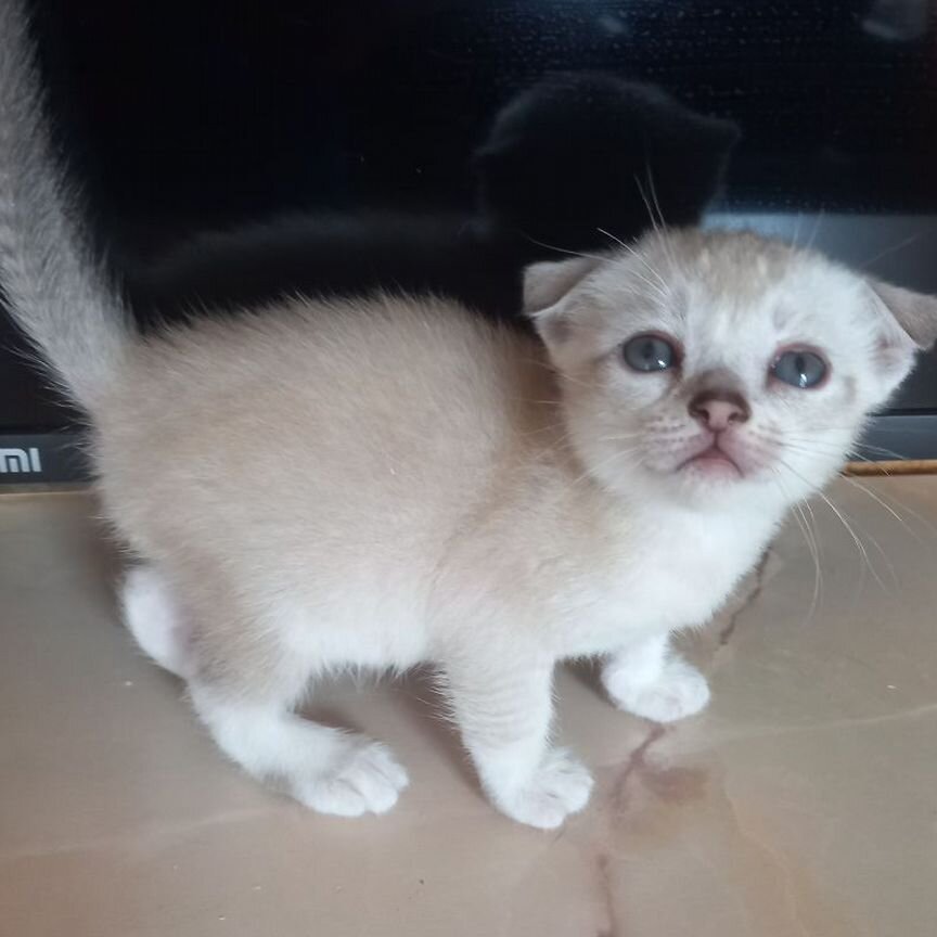 Шотландский вислоухий короткошёрстный котёнок