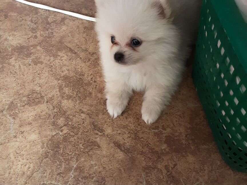 Щенки шпица mini мишка
