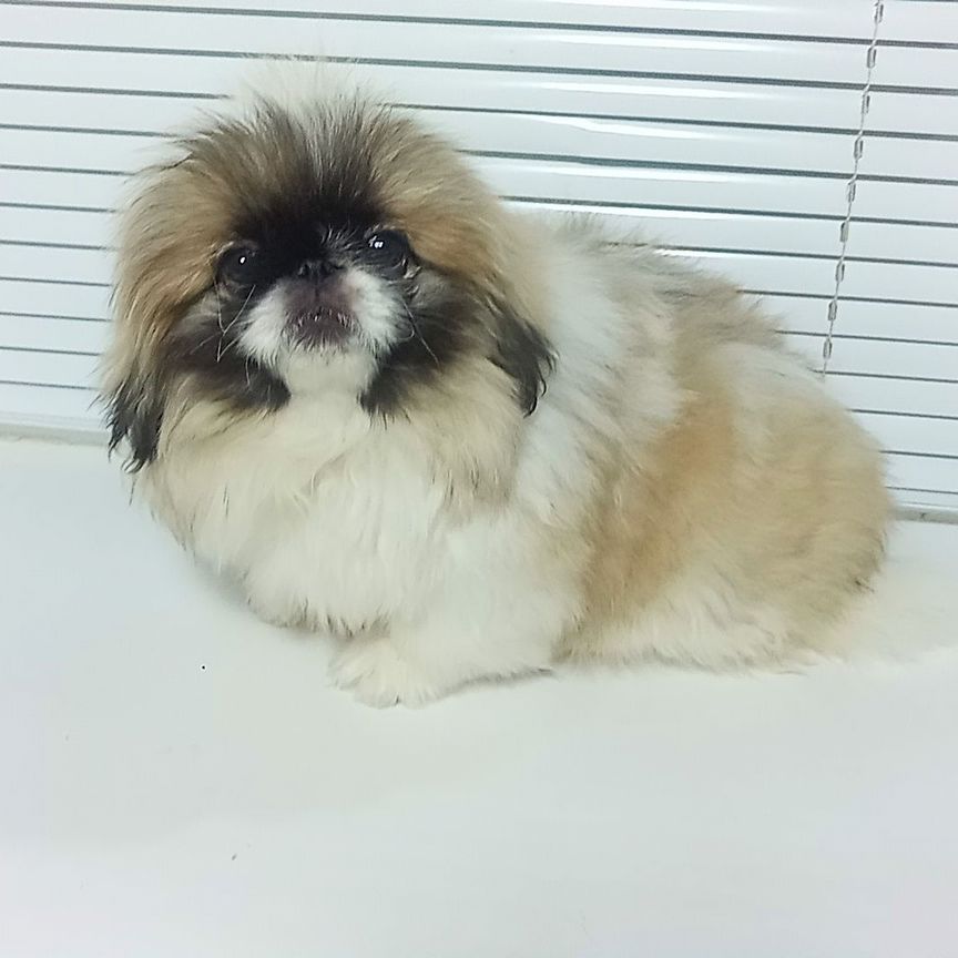 Лакки