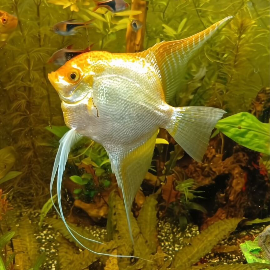 Скалярия золотая самец