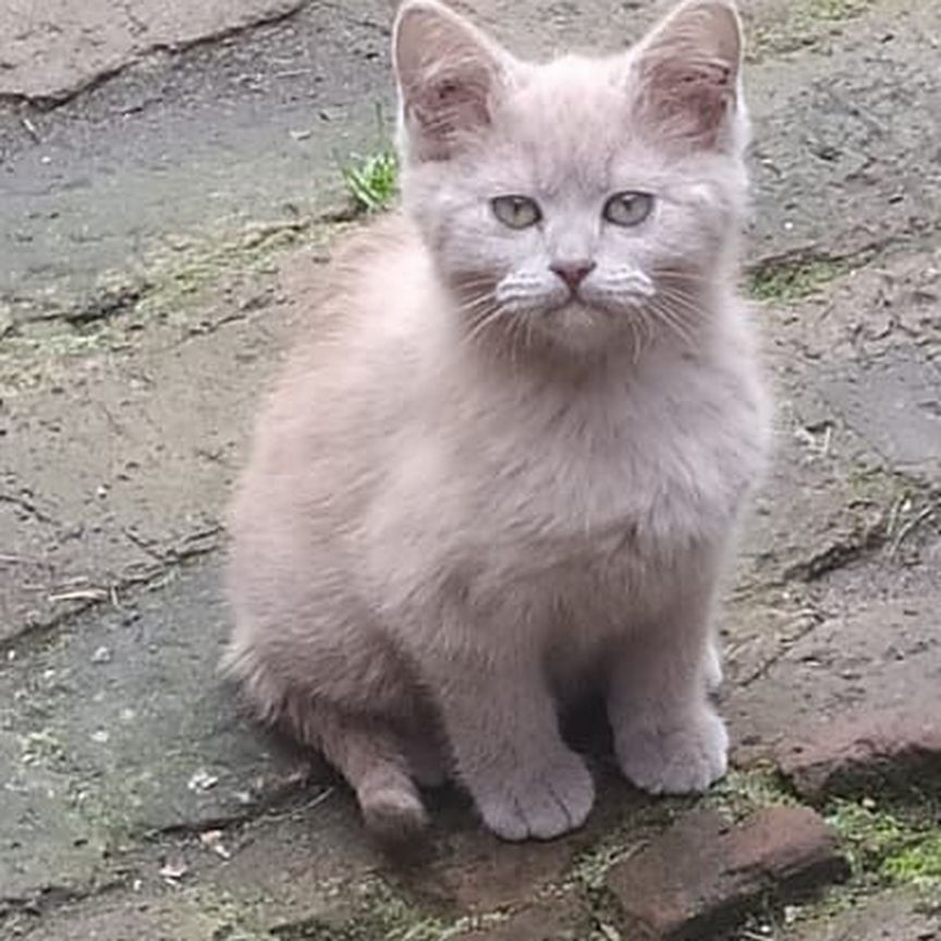 Котёнок девочка