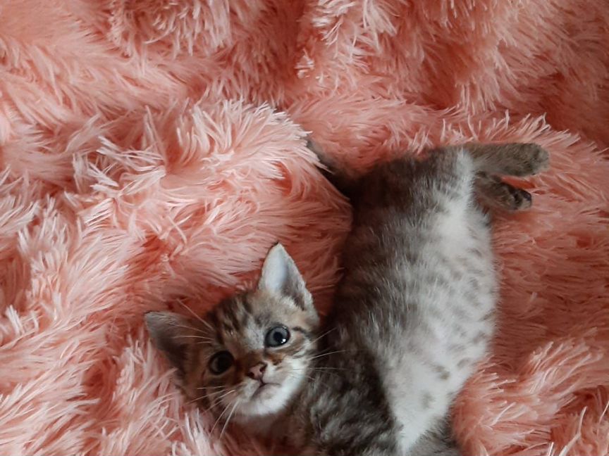 Маленькая принцесса