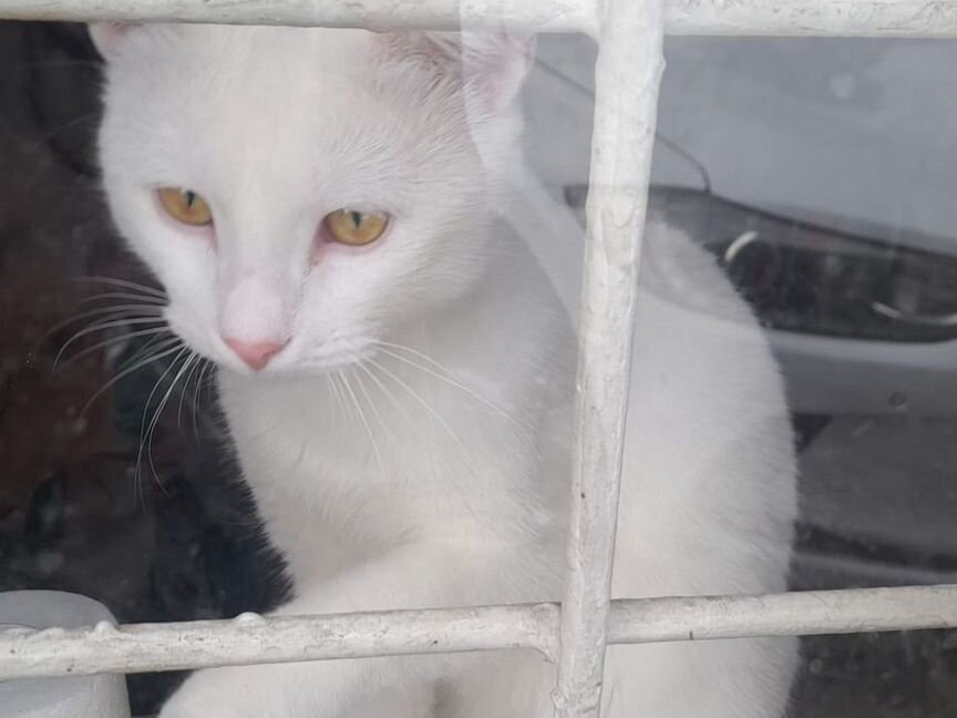 Лексу нужен дом