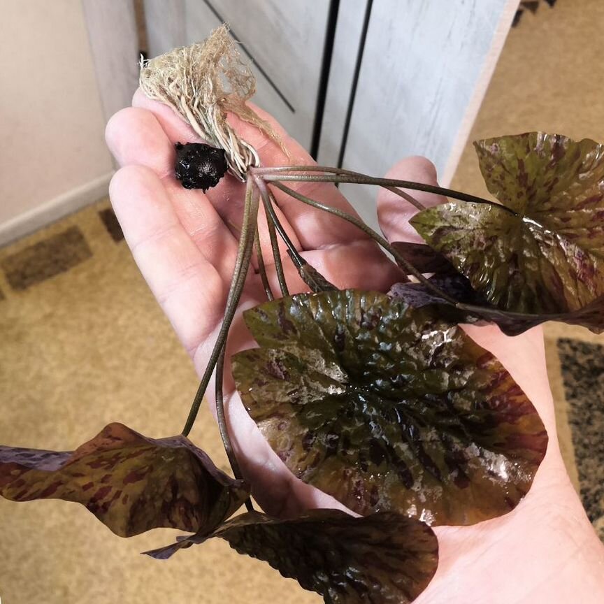 Аквариумные расстения