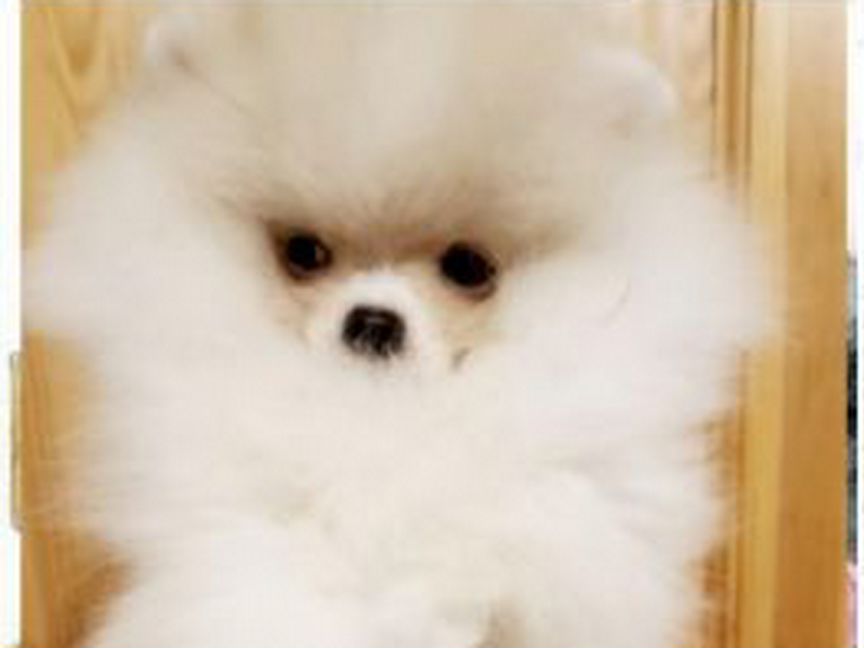 Невероятная Шпищуля