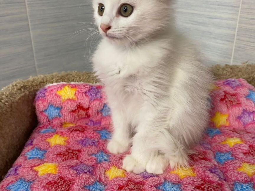 Котенок белая пушишка
