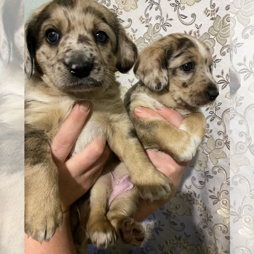 Такса, щенок