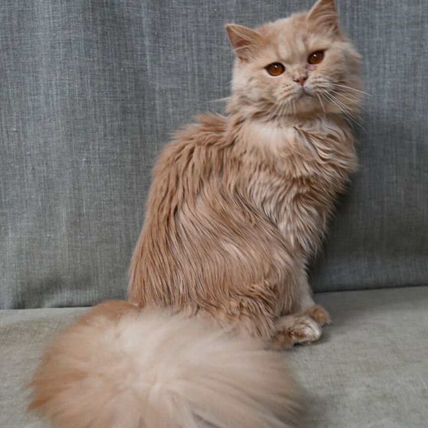 Персидский котёнок