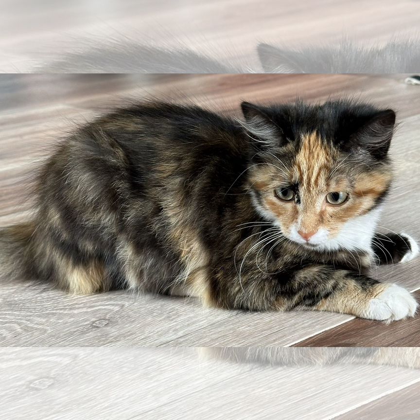 Котята в добрые руки бесплатно