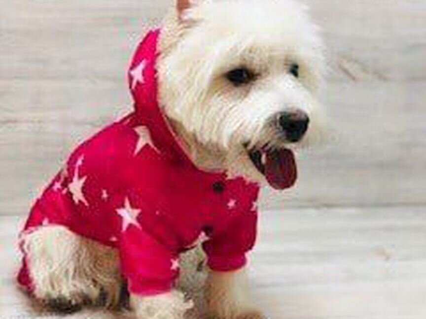 Комбинезоны для собак