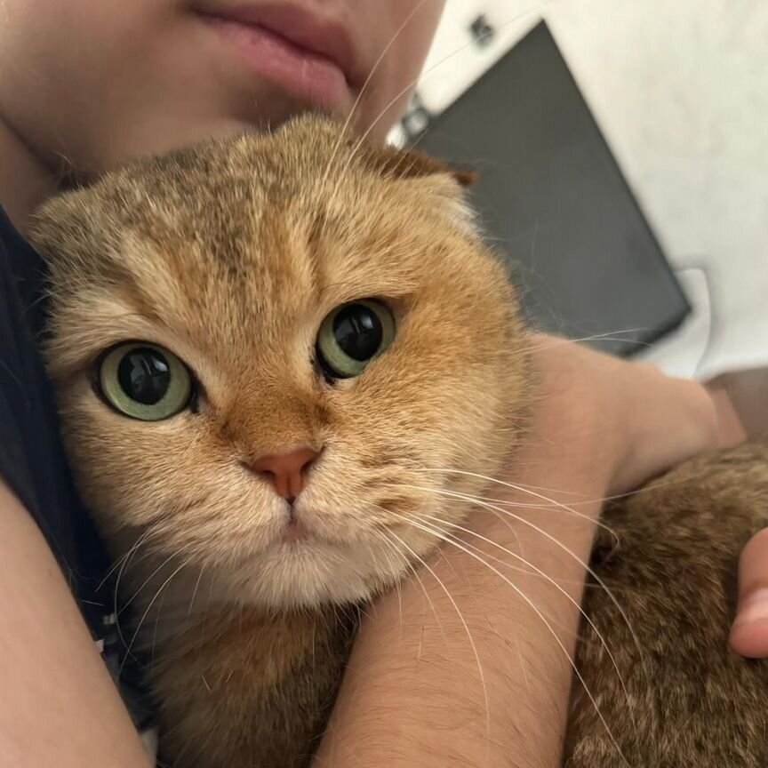 Нелунный котик рыжий Персик