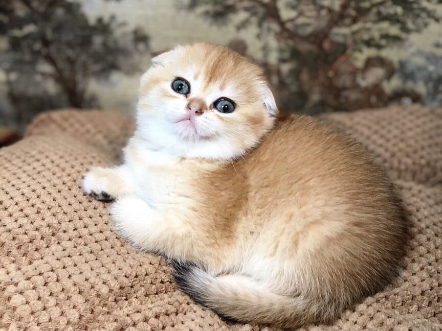 Шотландская и Британская