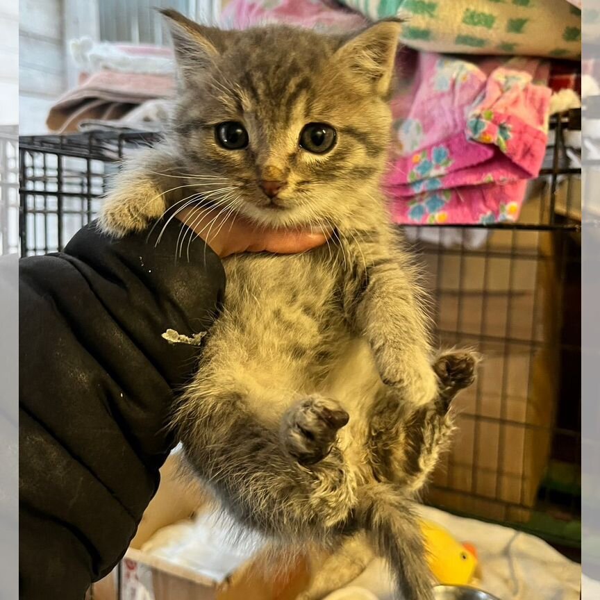 Котёнок в добрые руки