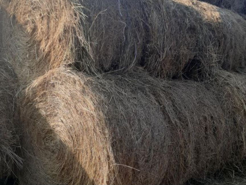 Продам сено в рулонах