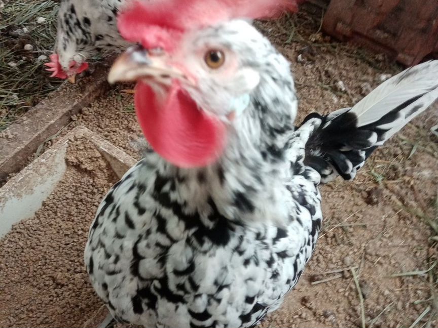 Ия леггорн - далматинец