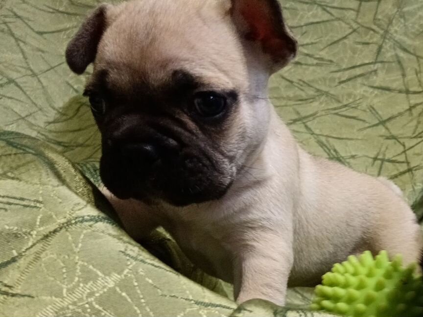 Французский бульдог щенки