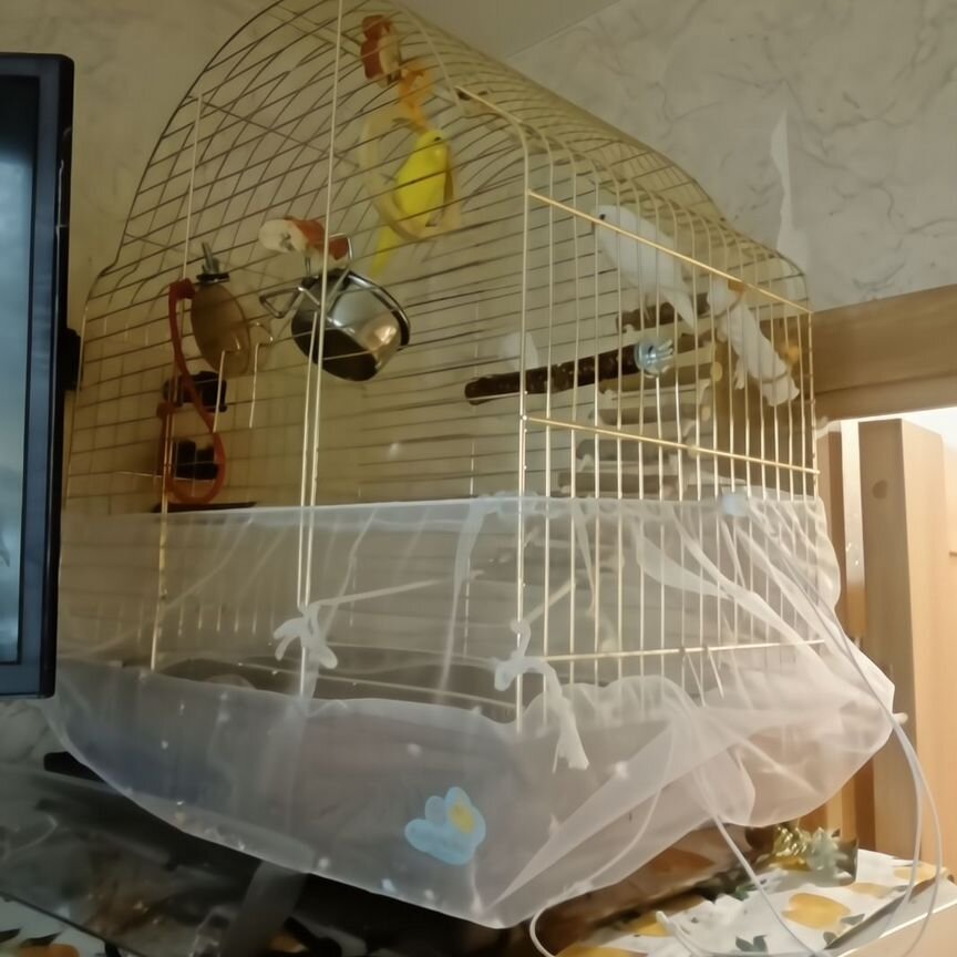 Волнистый попугаи