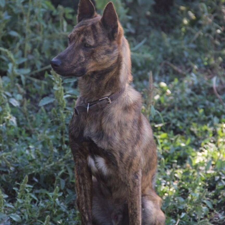 Отдам бесплатно охранника