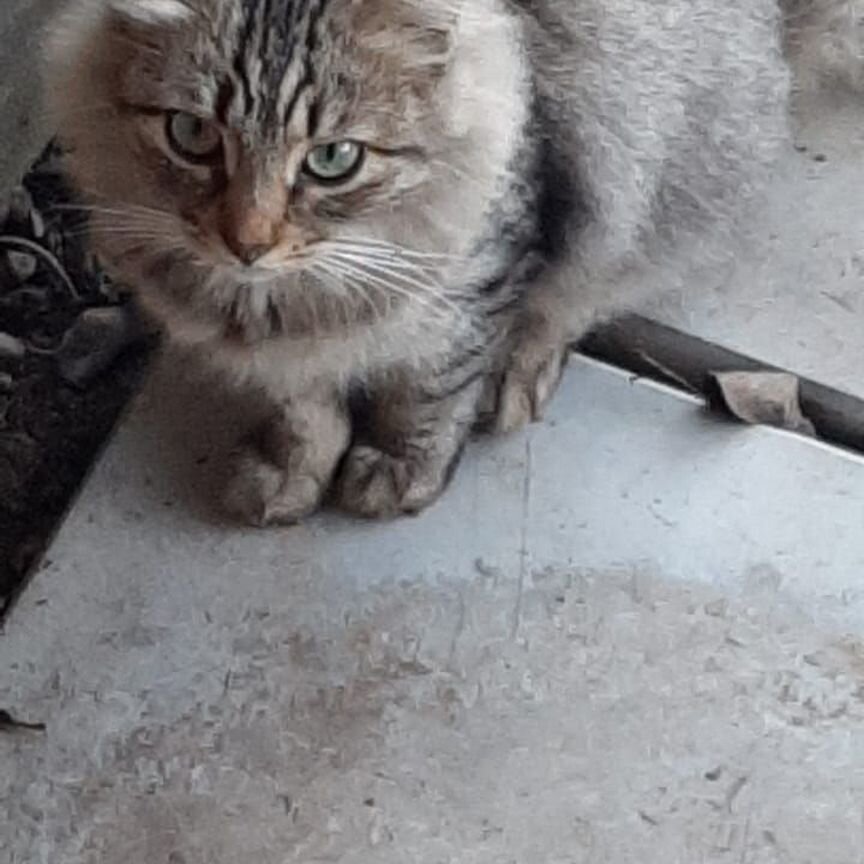 Котенок