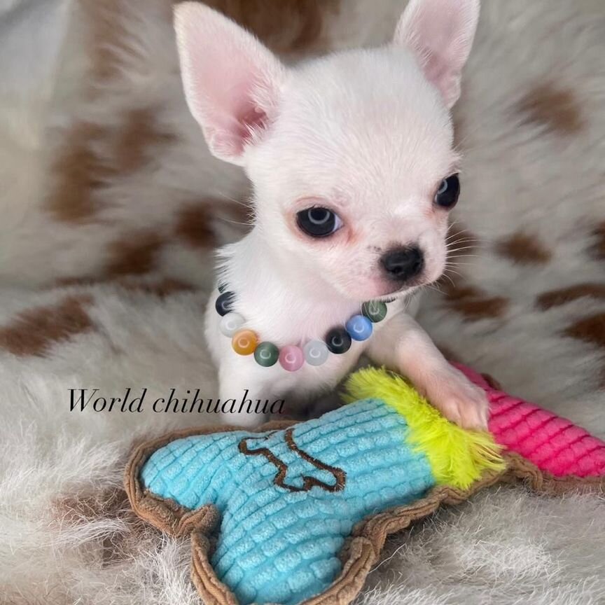 Супер Мини Luxury Мальчик