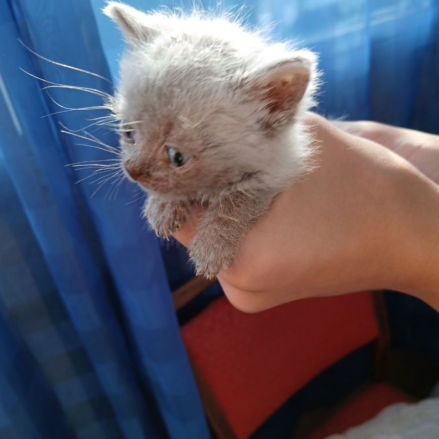 Котенок шотландский (мальчик)