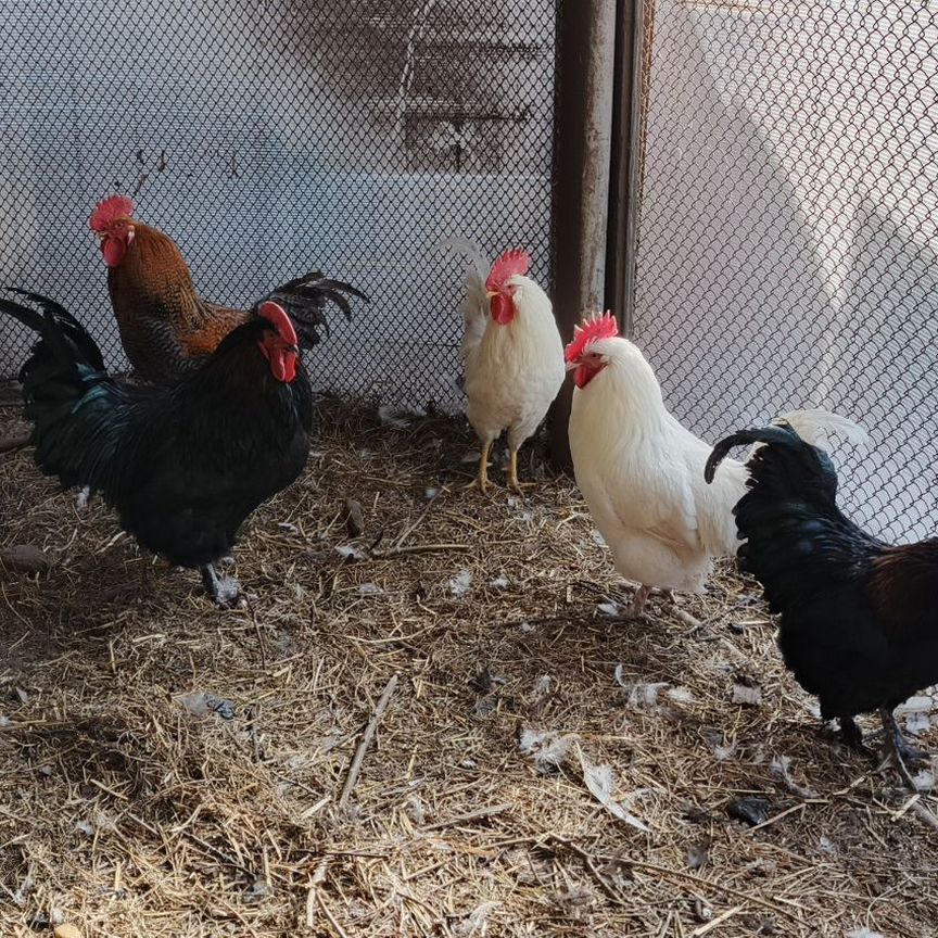 Петухи годовалые