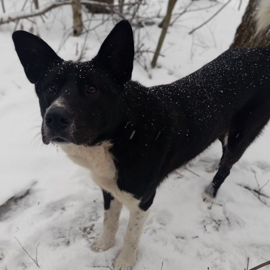 Взрослый пёс в добрые руки