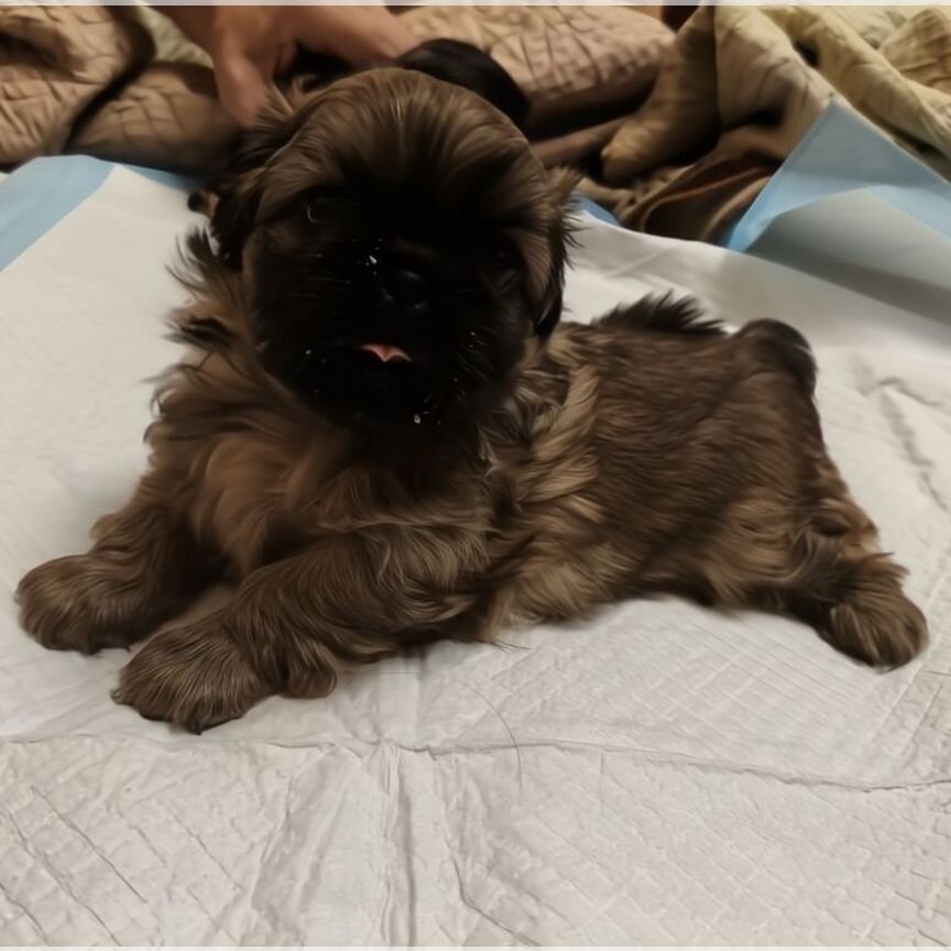 Пекинес, щенок