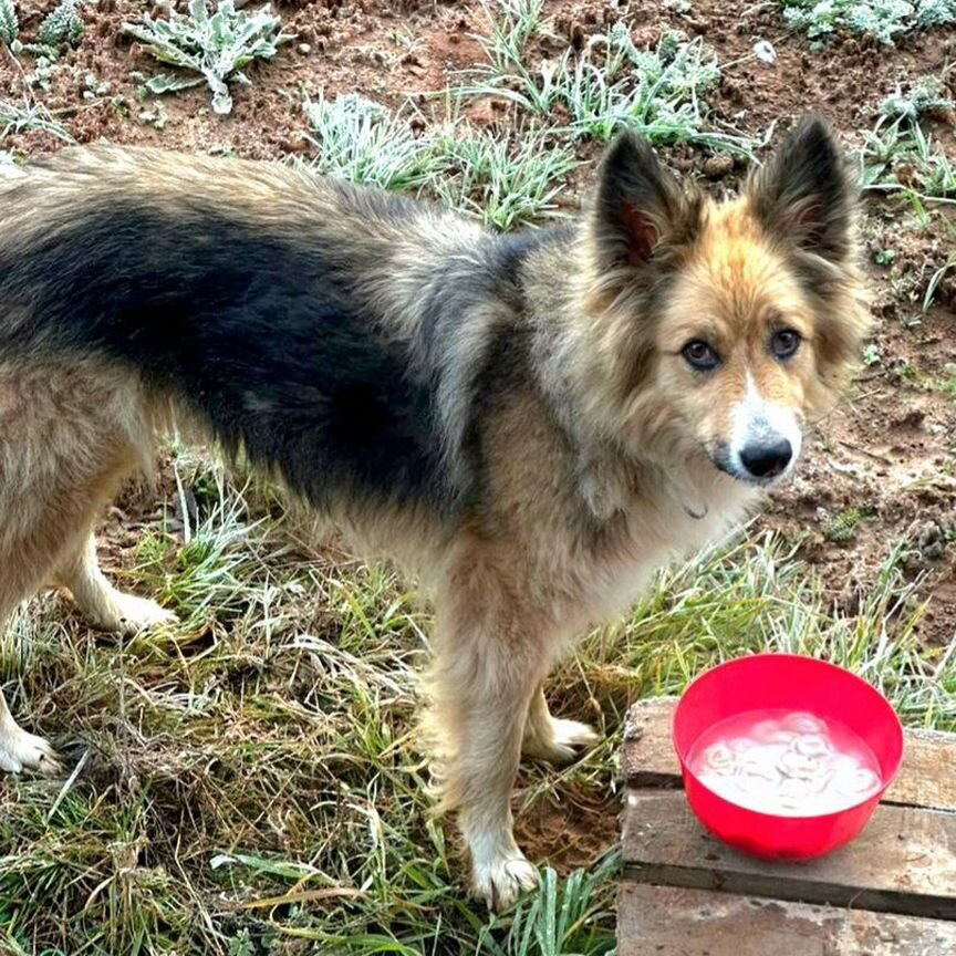 Красивая собачка в добрые руки