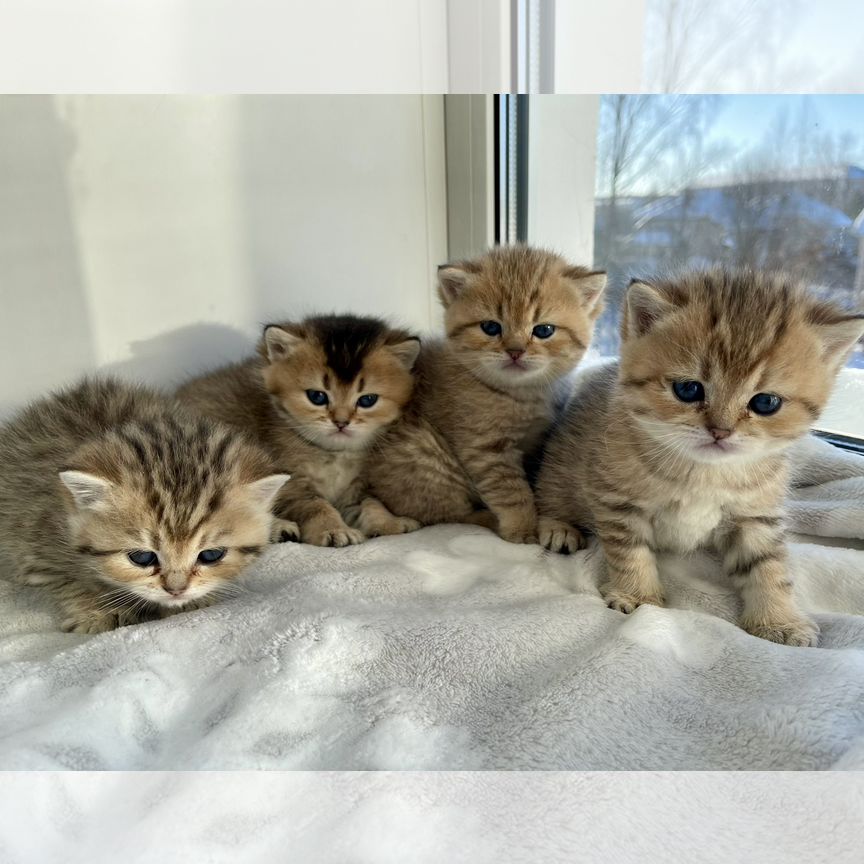 Британский короткошёрстный котёнок