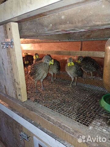 Золотой фазан