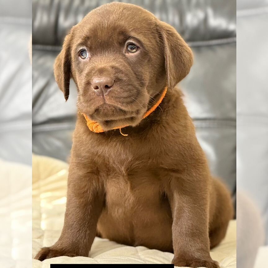 Лабрадор-ретривер, щенок