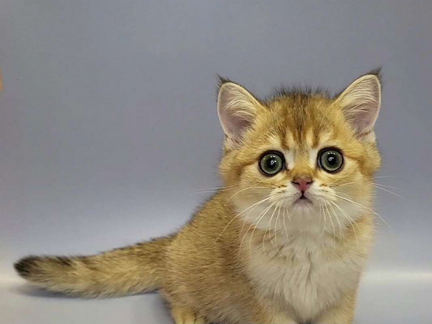 Золотой котик