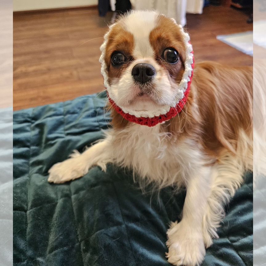 Шапка снуд для собаки новогодняя