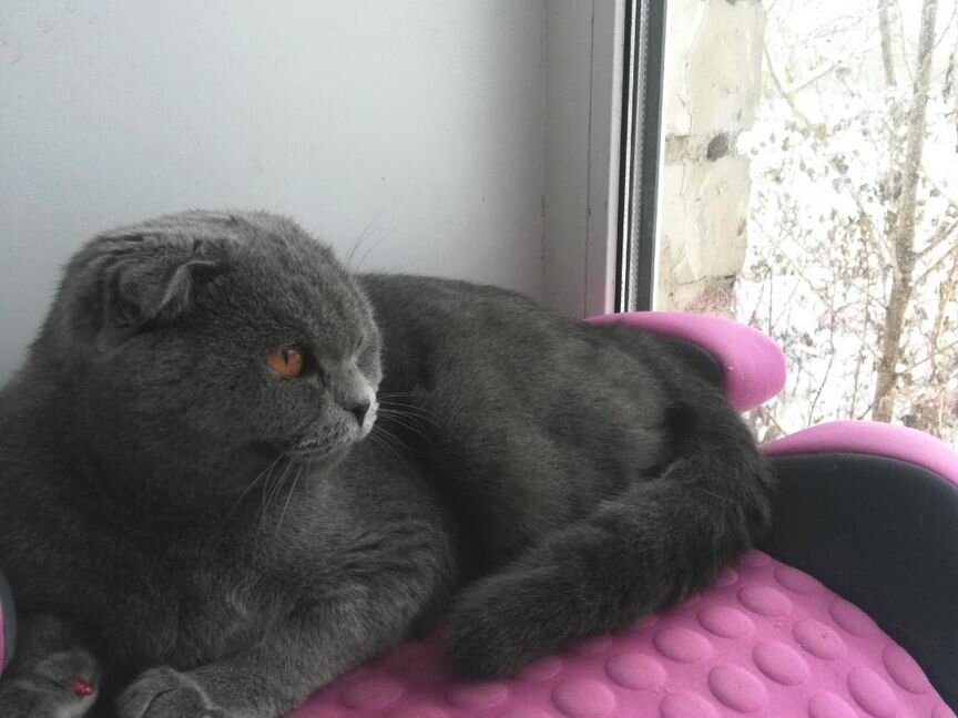 Вязка Шотландская кошка