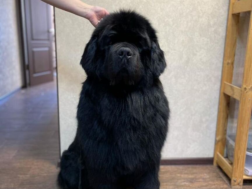 Вязка Ньюфаундленд