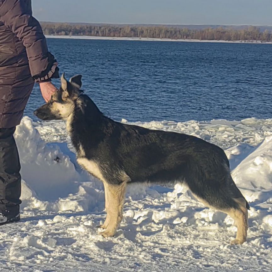 Вы мечтали о Друге- мы Вас ждем
