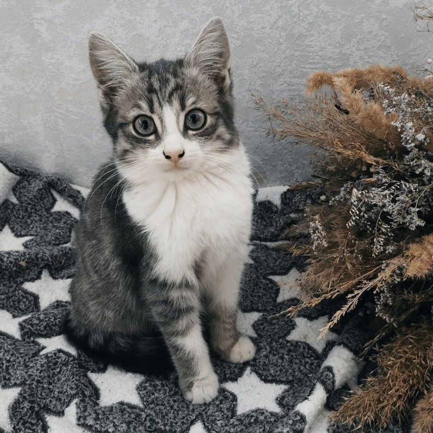 Котятки в добрые ручки