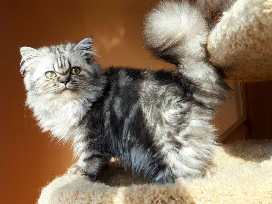 Британский хайленд черный мрамор на серебре