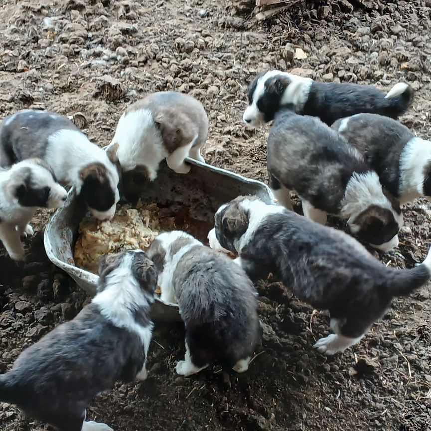 Алабай внук халка