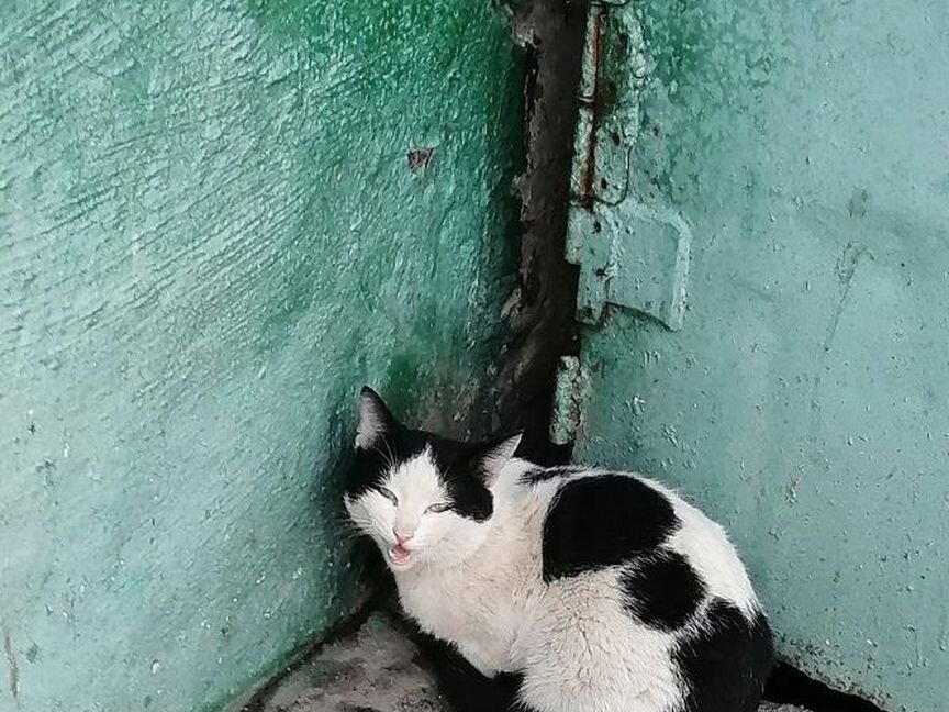 Кот в добрые руки