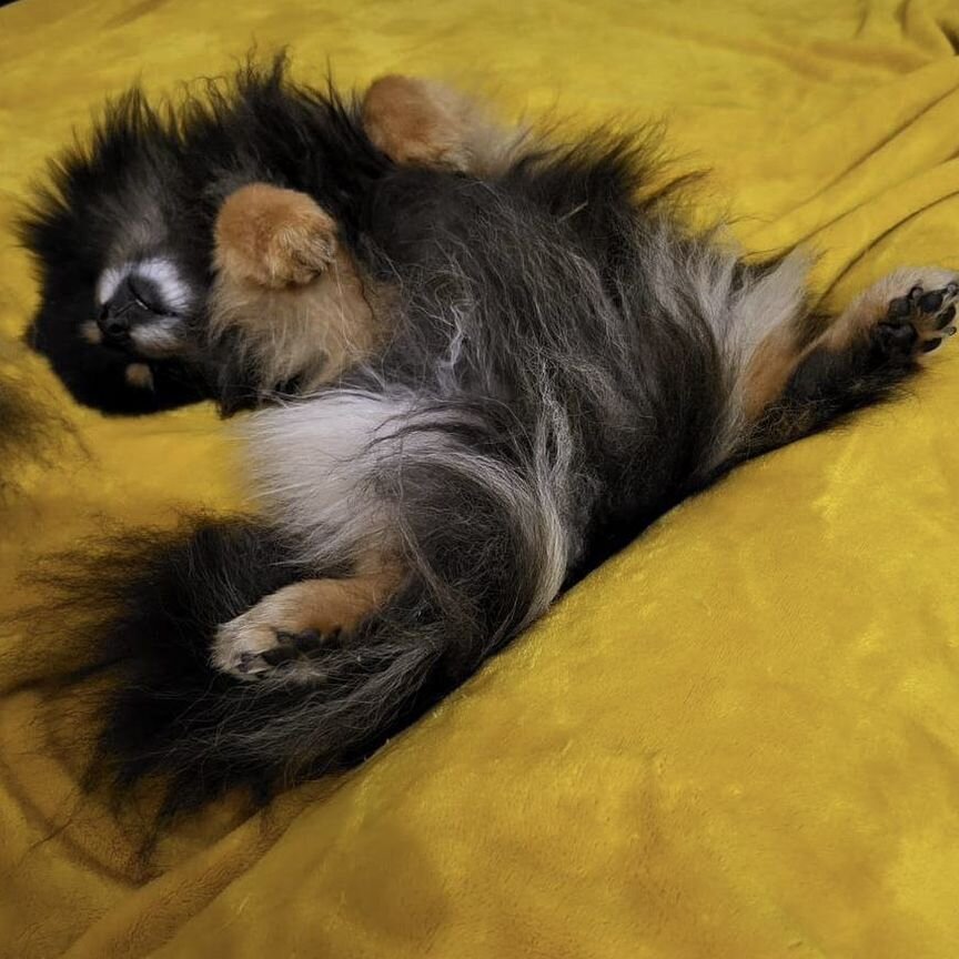 Немецкий шпиц, взрослый пёс